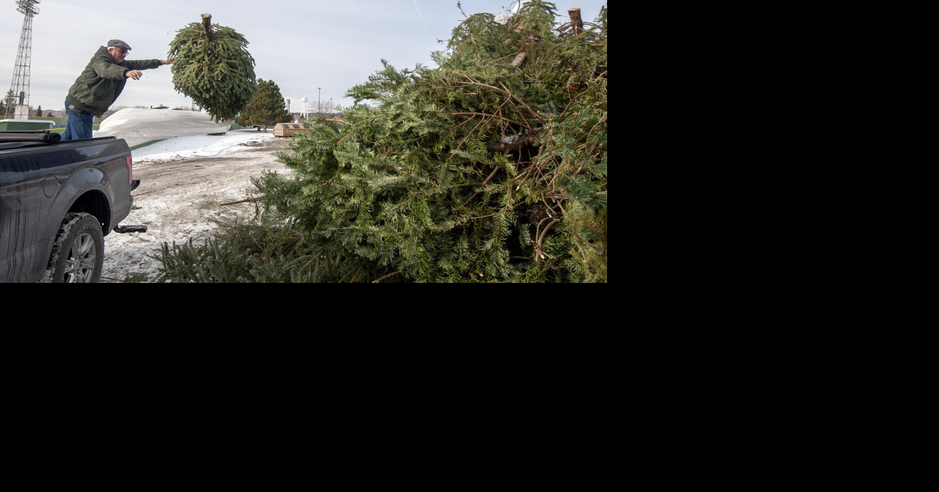 Rapid City sees record Christmas tree and light recycling