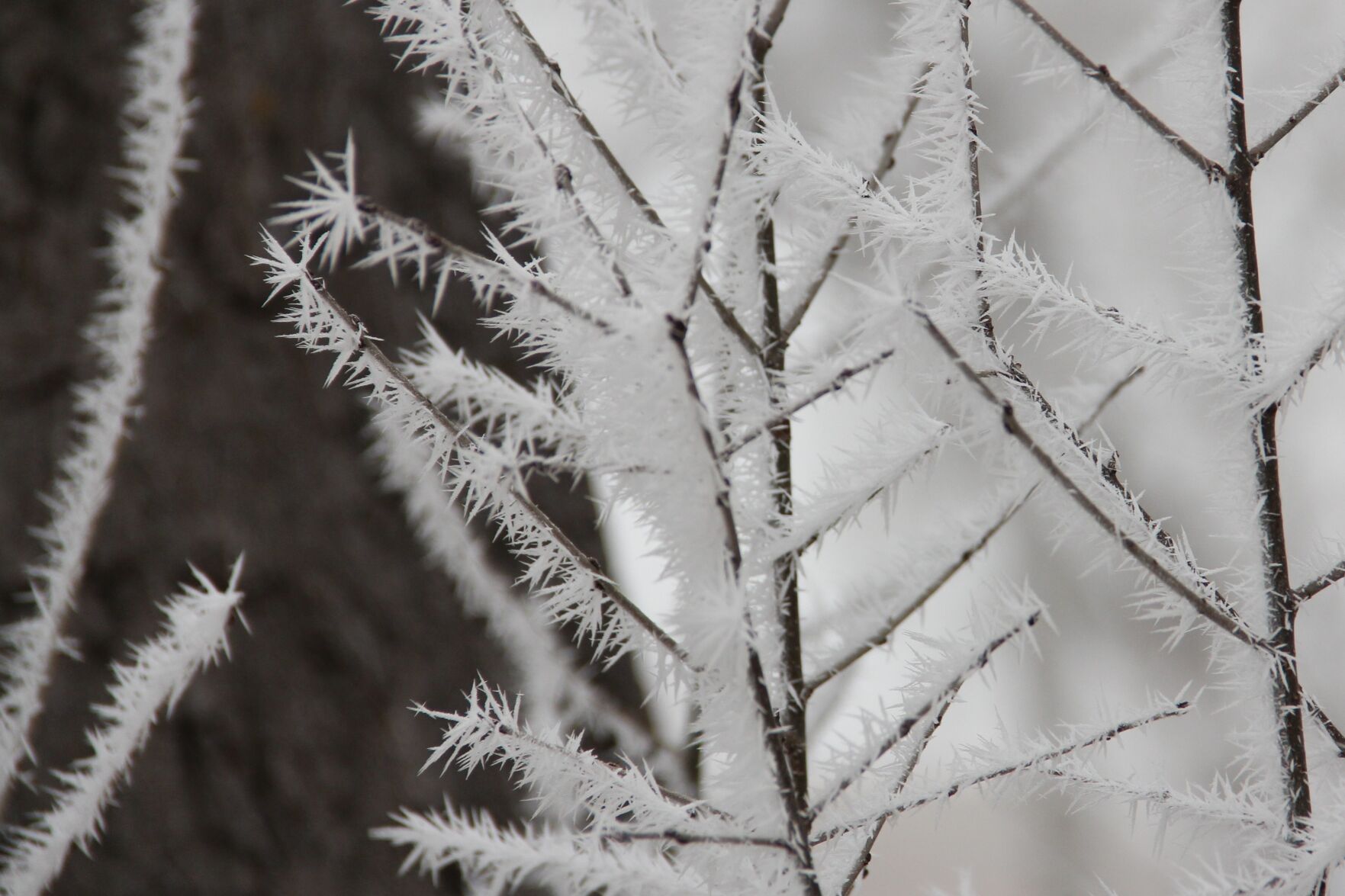 Photos of hoar frost clinging to the trees along Rapid Creek in Rapid City