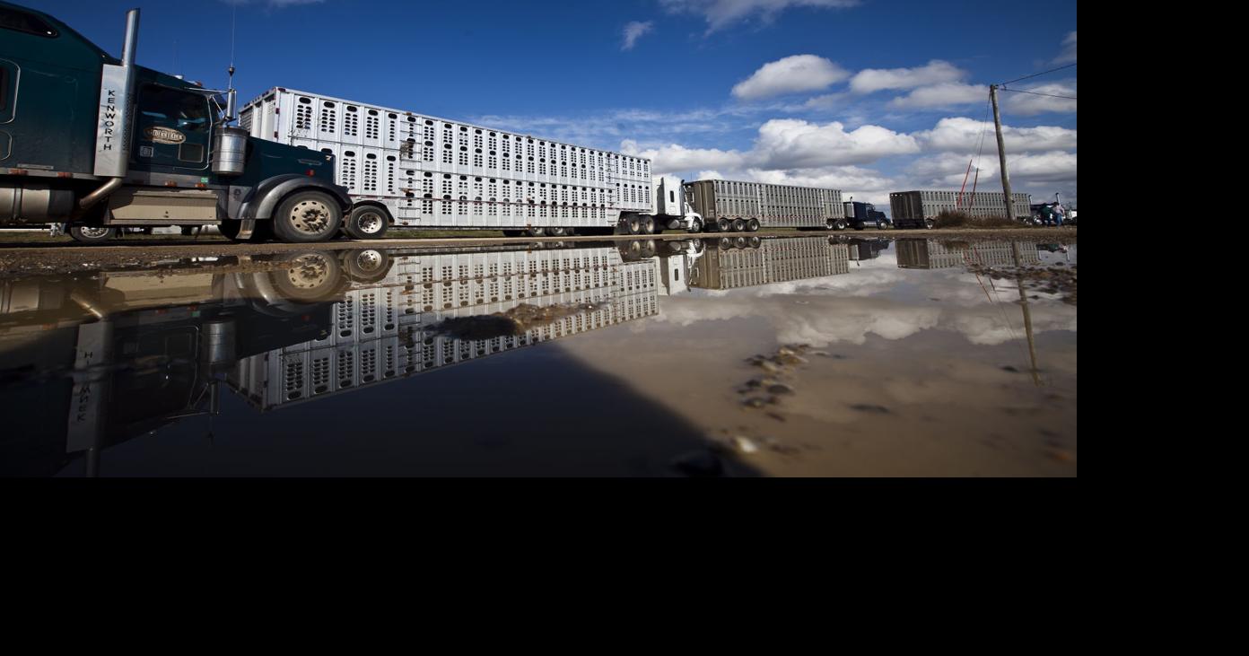 Reflecting bull racks