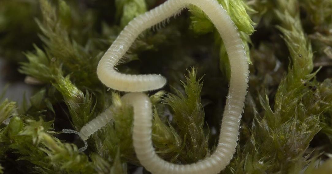 A new millipede species is crawling under LA. It’s blind, glassy and ...