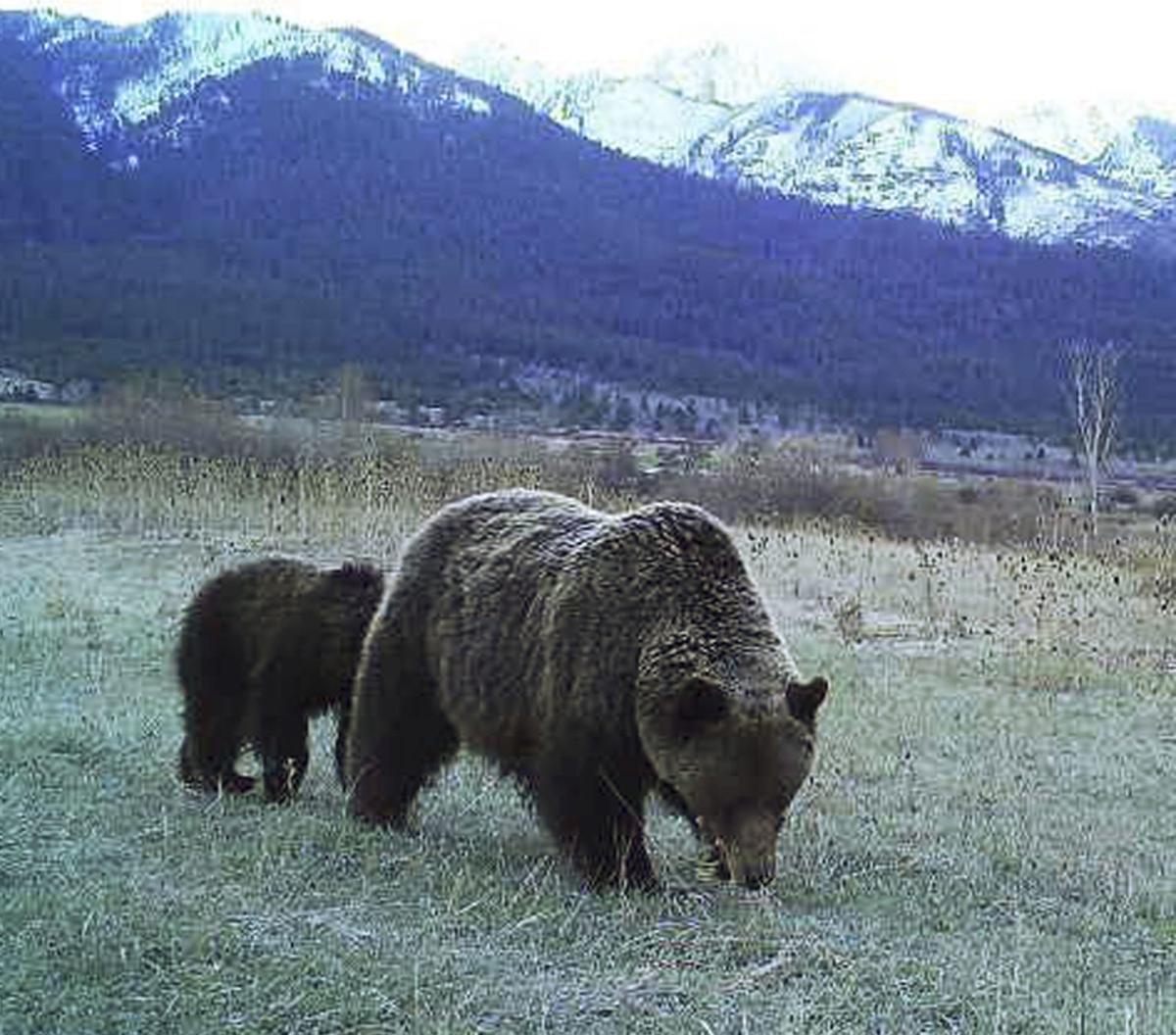 Bear cam: Grizzlies put on regular show in Mission Mountains