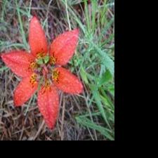 Botany Canyon: Hike reveals how nature area’s success story ripples outward