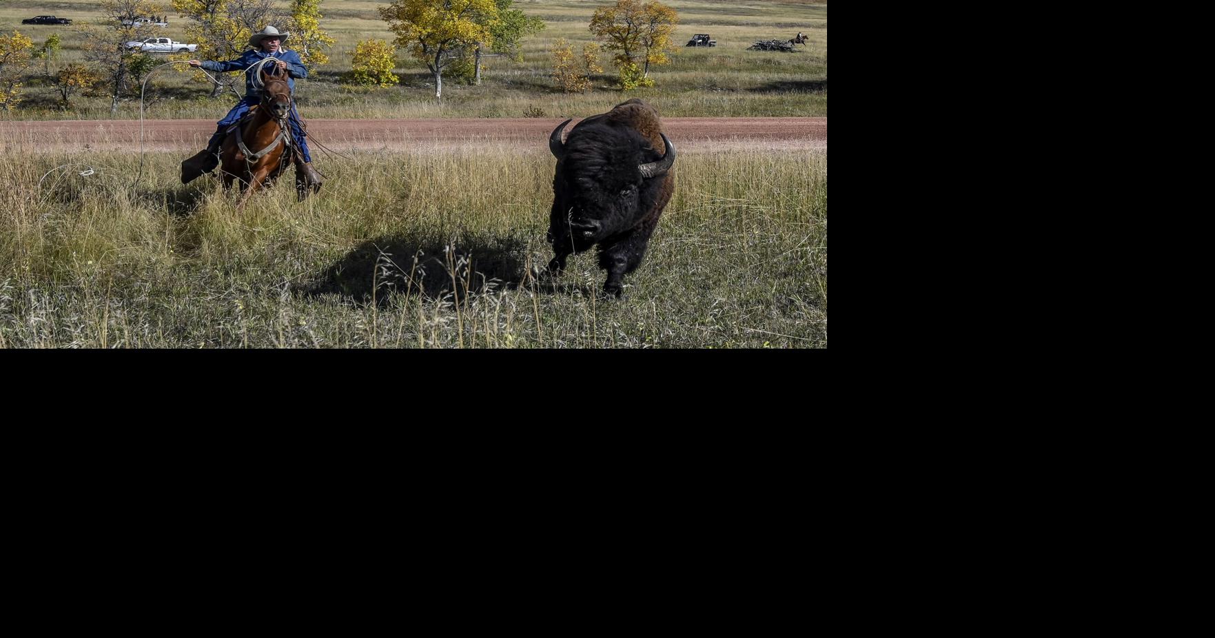 PHOTOS: Thousands on hand for Custer Buffalo Roundup