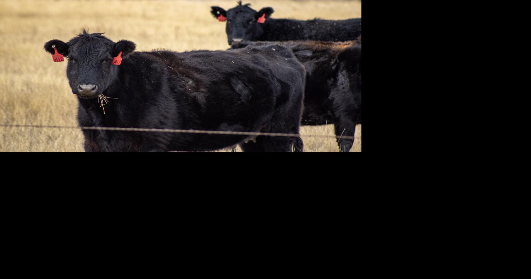 Cows