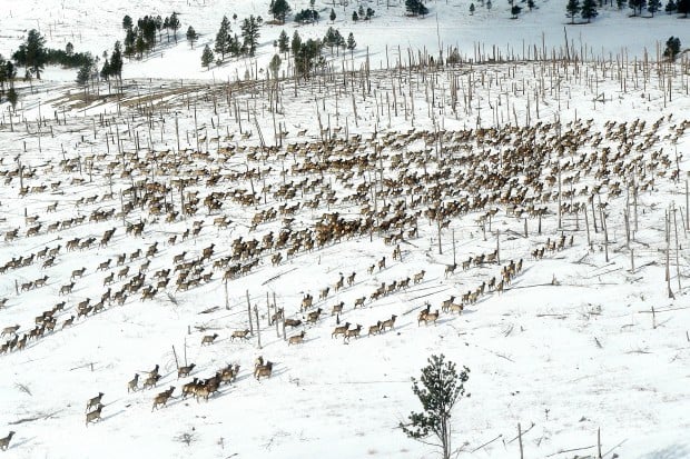 Getting an eyeful of elk during Black Hills aerial survey