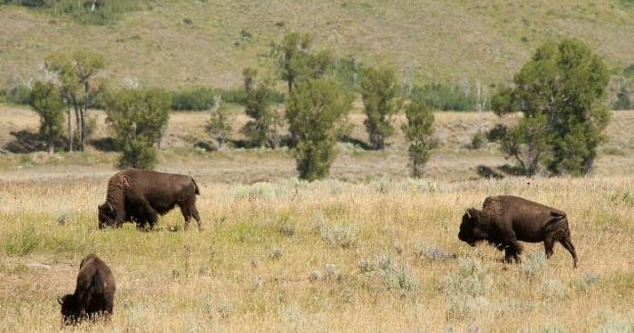Yellowstone bison hunt takes most since '89