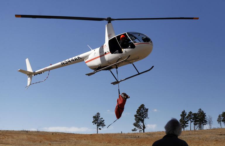 Battling bighorn pneumonia: Researchers, aided by helicopter, capture ...
