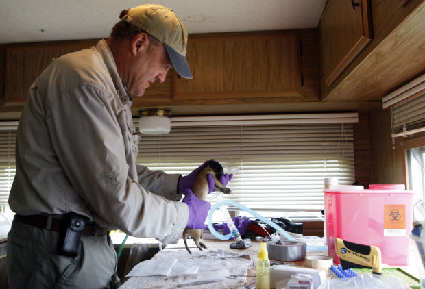 Prairie dogs vaccinated for sylvatic plague at Wind Cave National Park