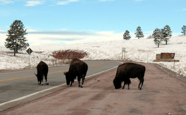 Wind Cave officials alarmed by bison crash deaths