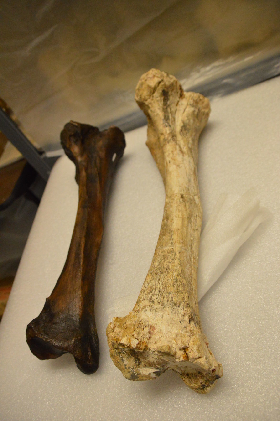 Mammoth Site finds prehistoric giant bear bone | Local ...