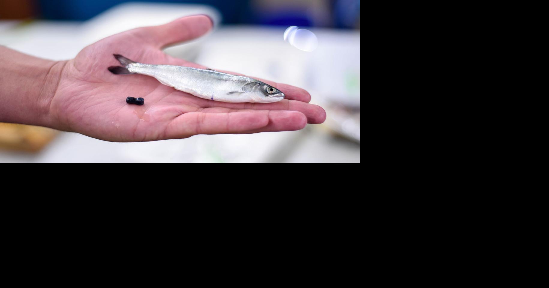 Research project uses tiny trackers to improve South Dakota salmon fishing