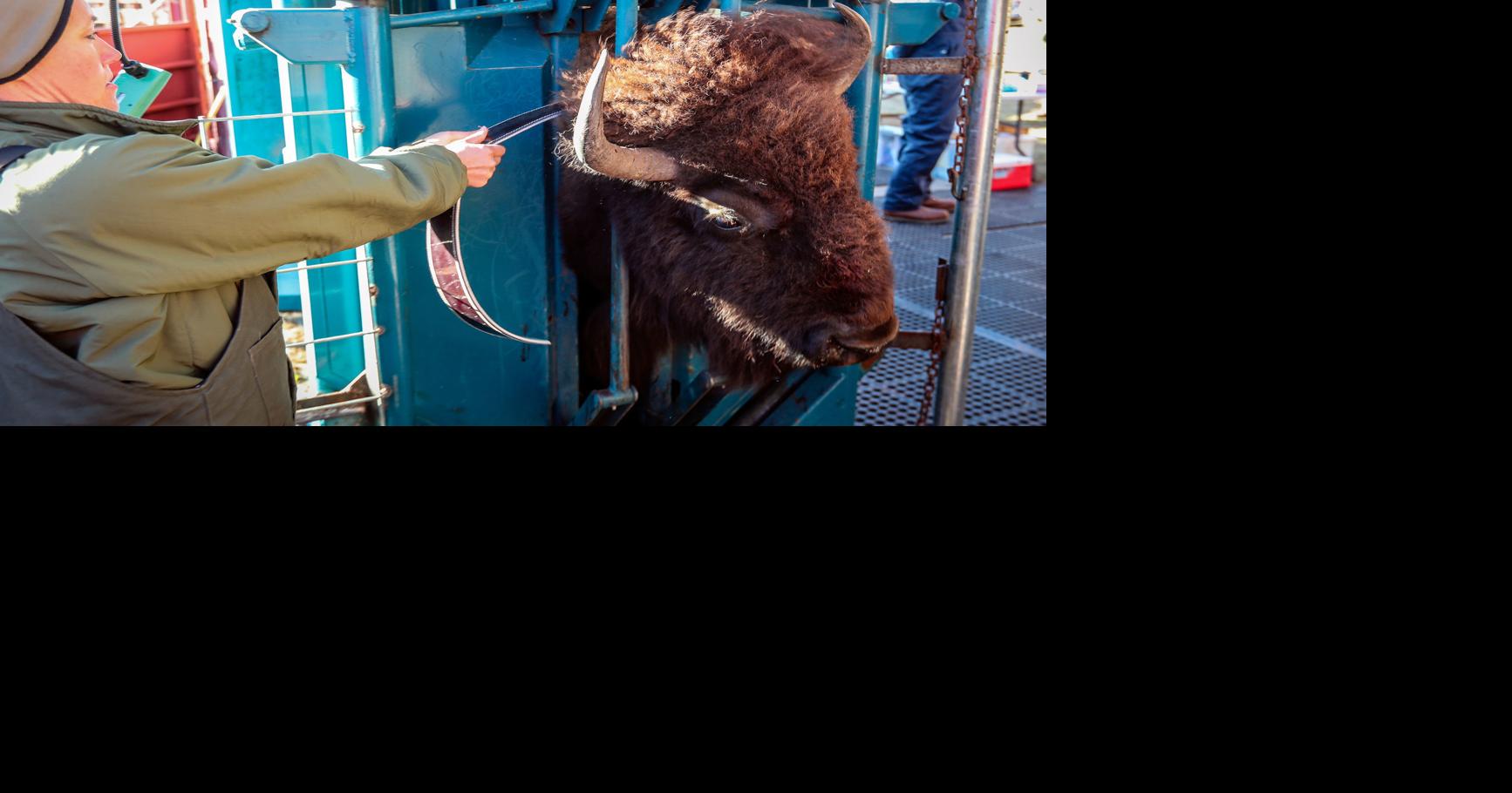 Bison movements tracked by collars and satellites at Wind Cave