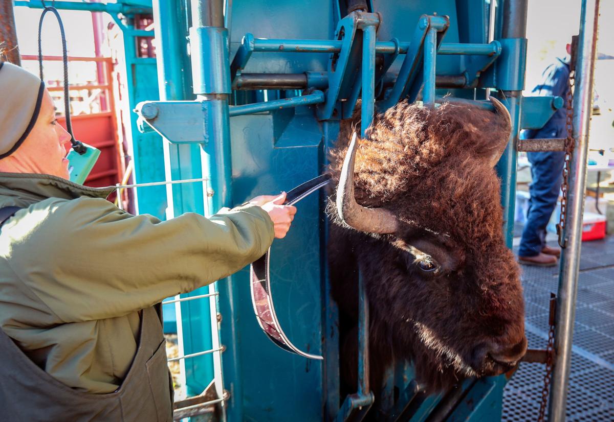 Bison movements tracked by collars and satellites at Wind Cave