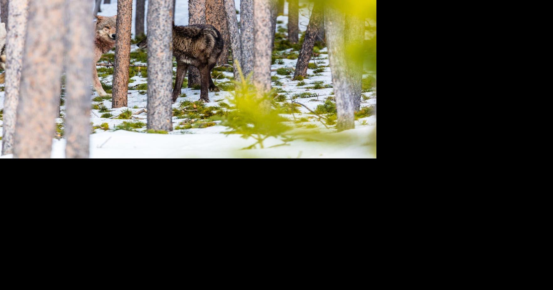 Wolves need federal protection to survive | Ted Williams