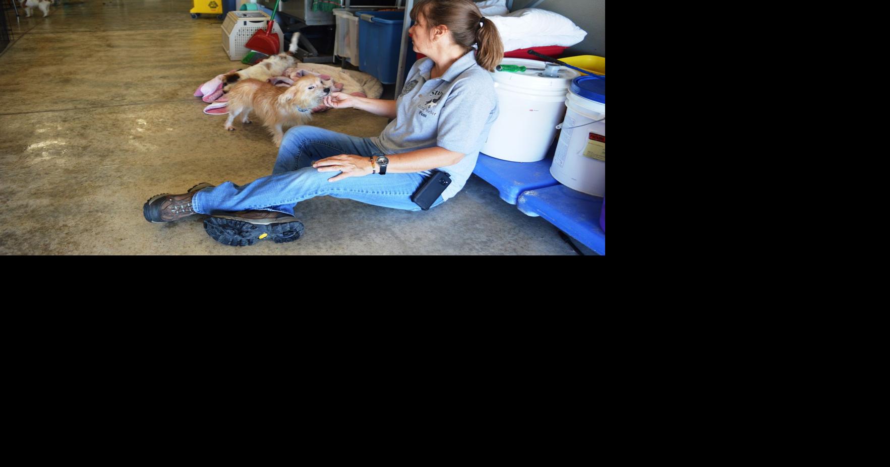 Pack of abandon dogs keep staff busy