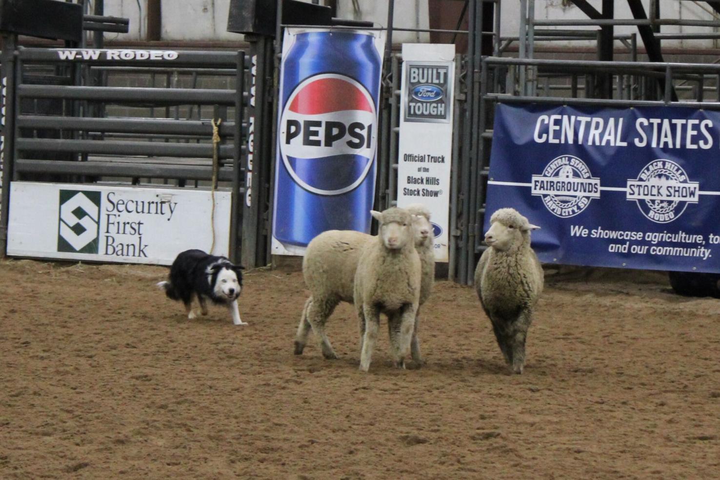 The 2024 Black Hills Stock Show and Rodeo Sheep Dog Trials