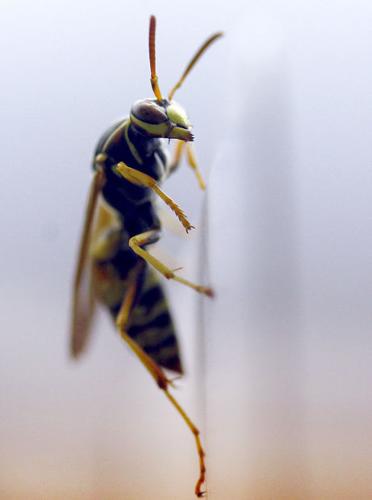 The curse of a beautiful fall: Wasps like it