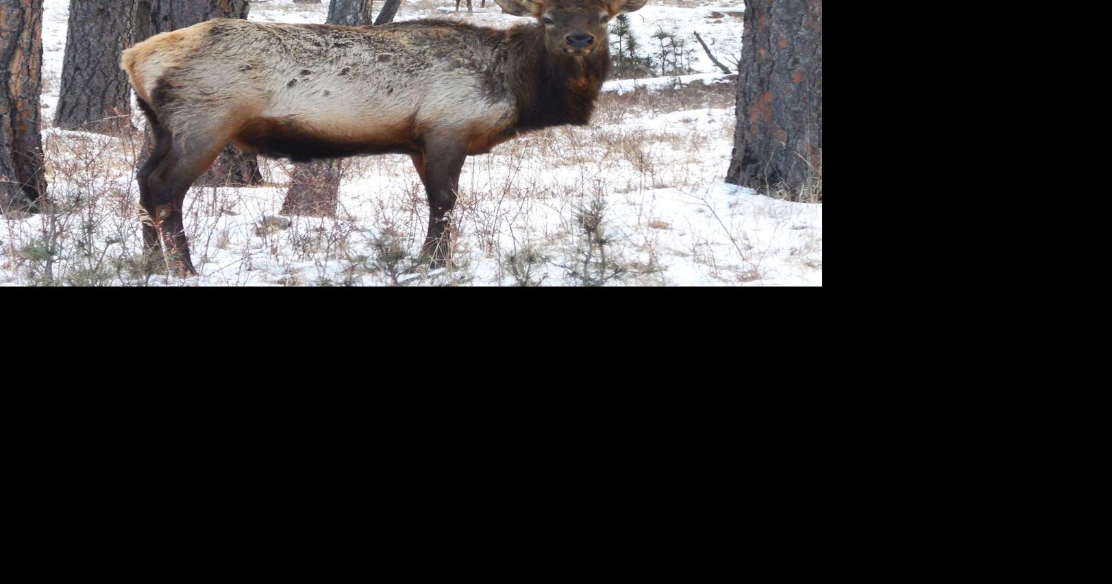 Where to see elk in the Black Hills of South Dakota