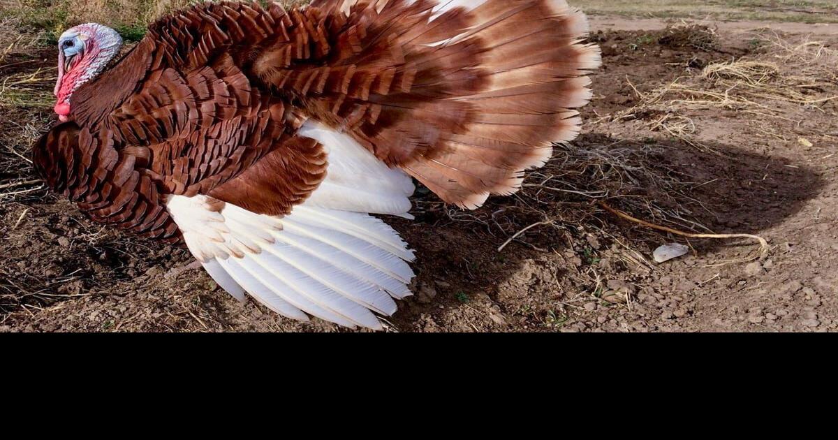 Demand remains high for 'heritage turkeys' grown in SD