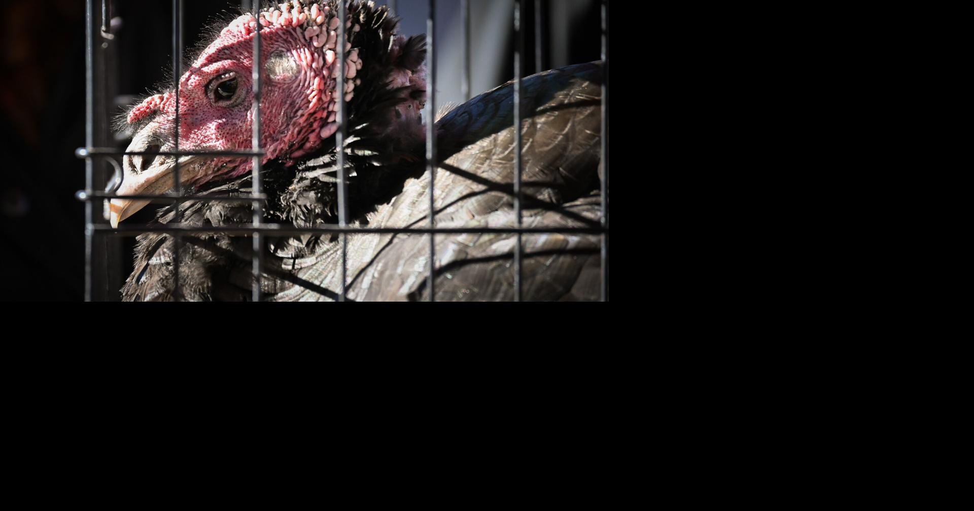 'Lucky' indeed: Turkey receives pardon from Rapid City mayor