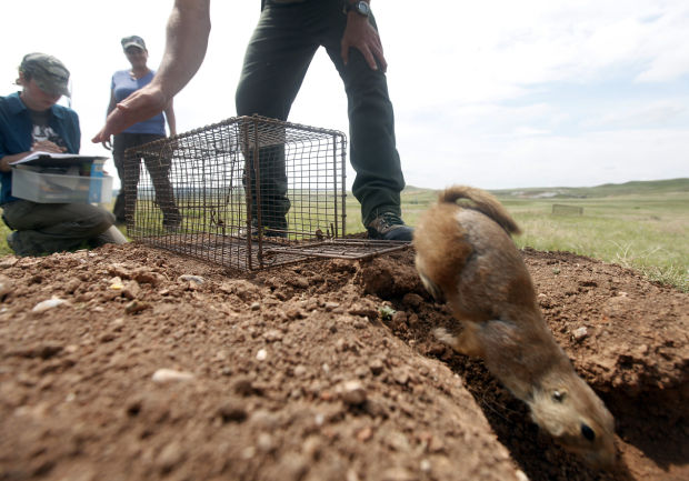Prairie dogs vaccinated for sylvatic plague at Wind Cave National Park