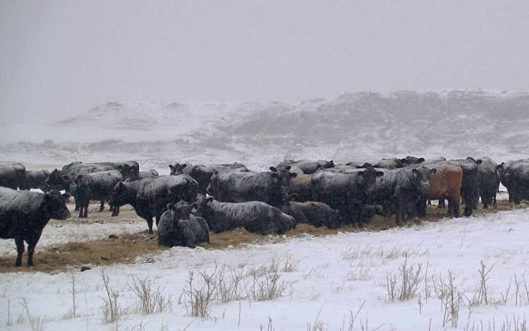 Cattle nutrition key to managing winter months