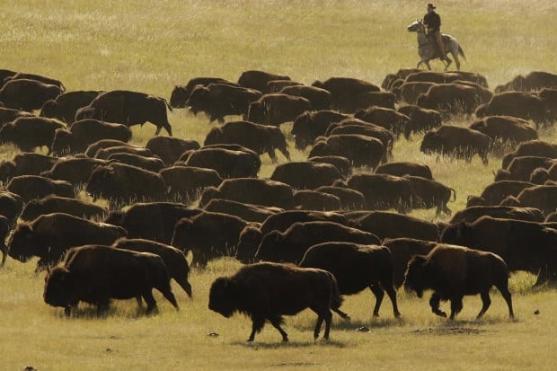 Thousands to gather for annual buffalo roundup