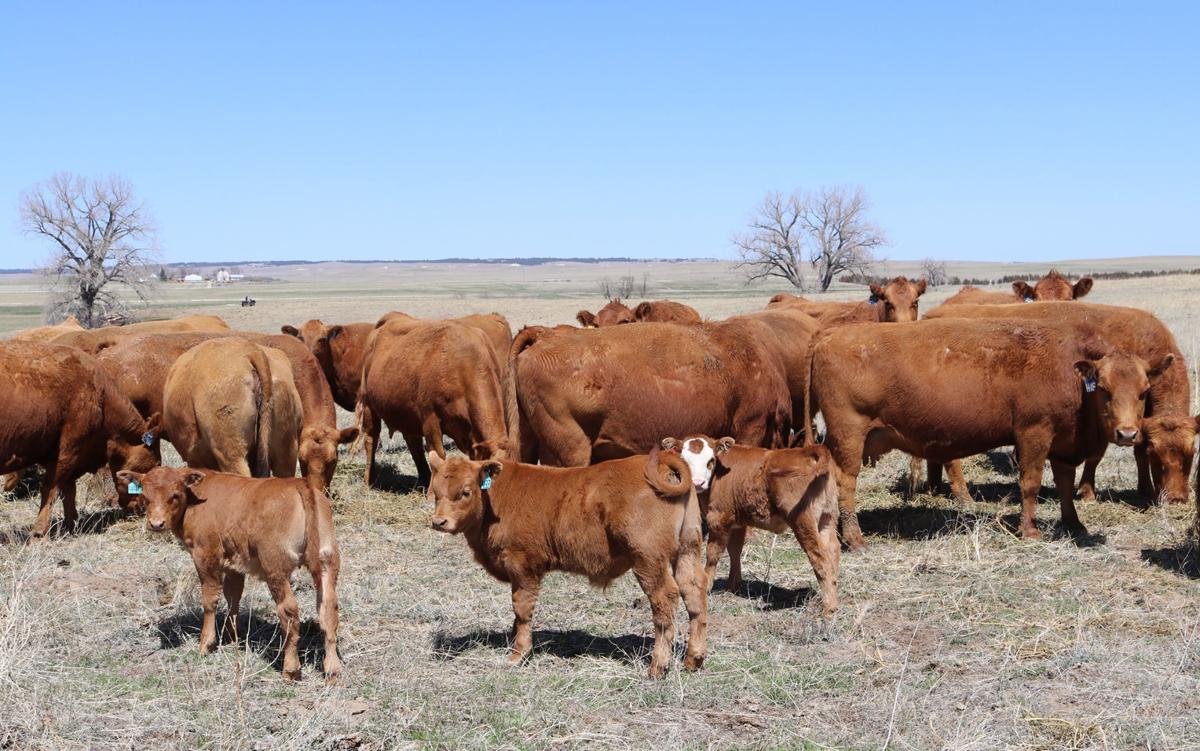 Troester aims for functional cattle, good maternal qualities | Chadron ...