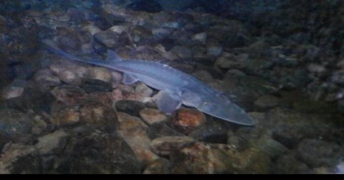 TAKE IT OUTSIDE: Federal fish hatchery puts a little pallid in the ...