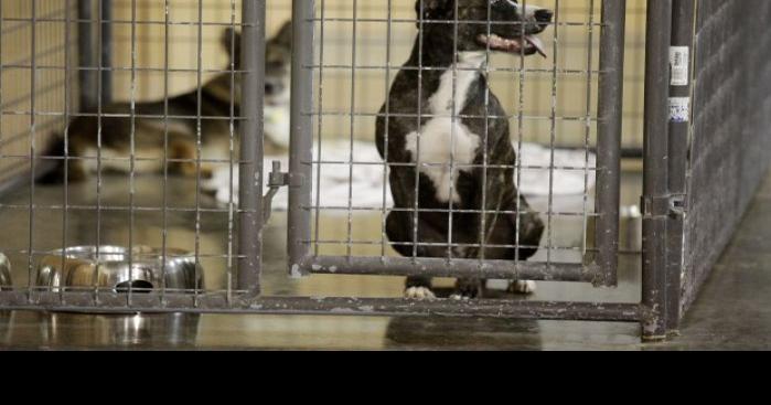 Council reluctant to restore funding for animal control