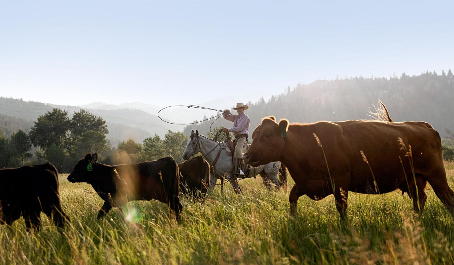 Regenerative ranching under the big sky at Oxbow Cattle Company | Feast ...