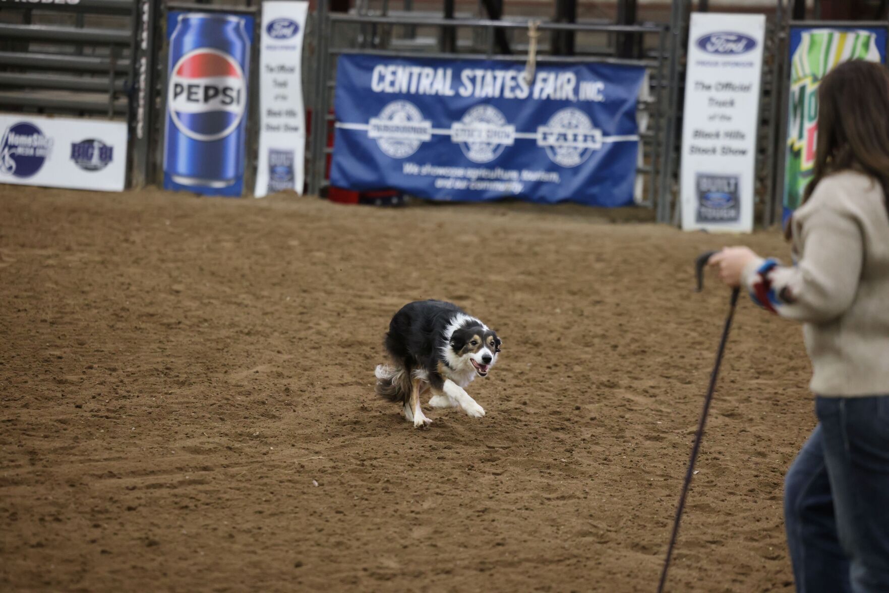 PHOTO: Black Hills Stock Show & Rodeo sheep dog trials