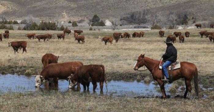 Cattle drive