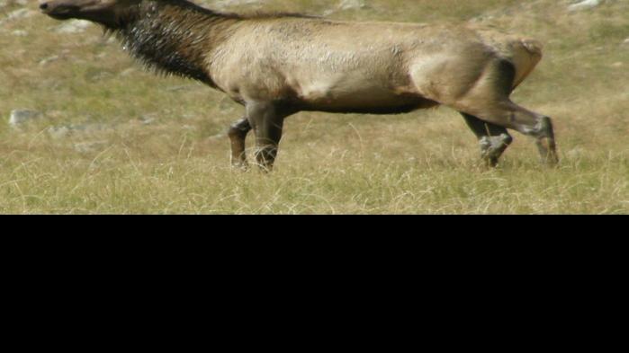 Wind Cave offers programs to listen for bugling elk | Hot Springs | rapidcityjournal.com