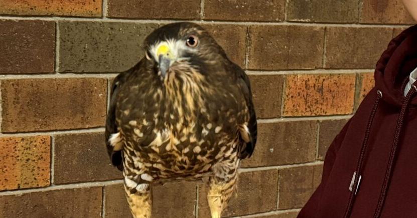 Black Hills Raptor Center's Rat for a Rat fundraiser