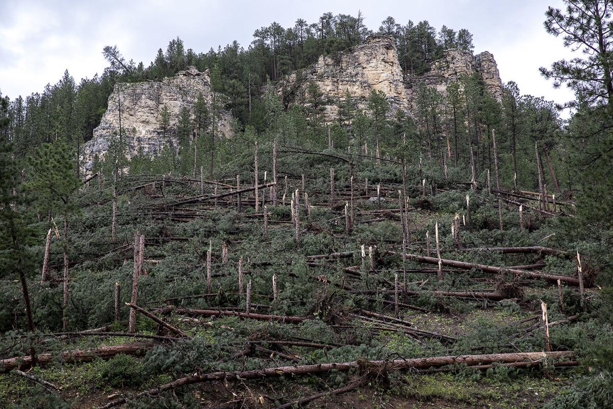 Tornado-damaged trees being salvaged in national forest | News ...