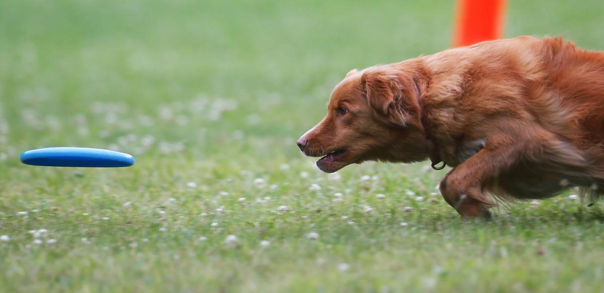 Fetch: Disc Dog league growing by leaps and bounds | Lifestyles ...