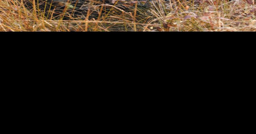 Evolution of Hunting Interpretive Talk Offered