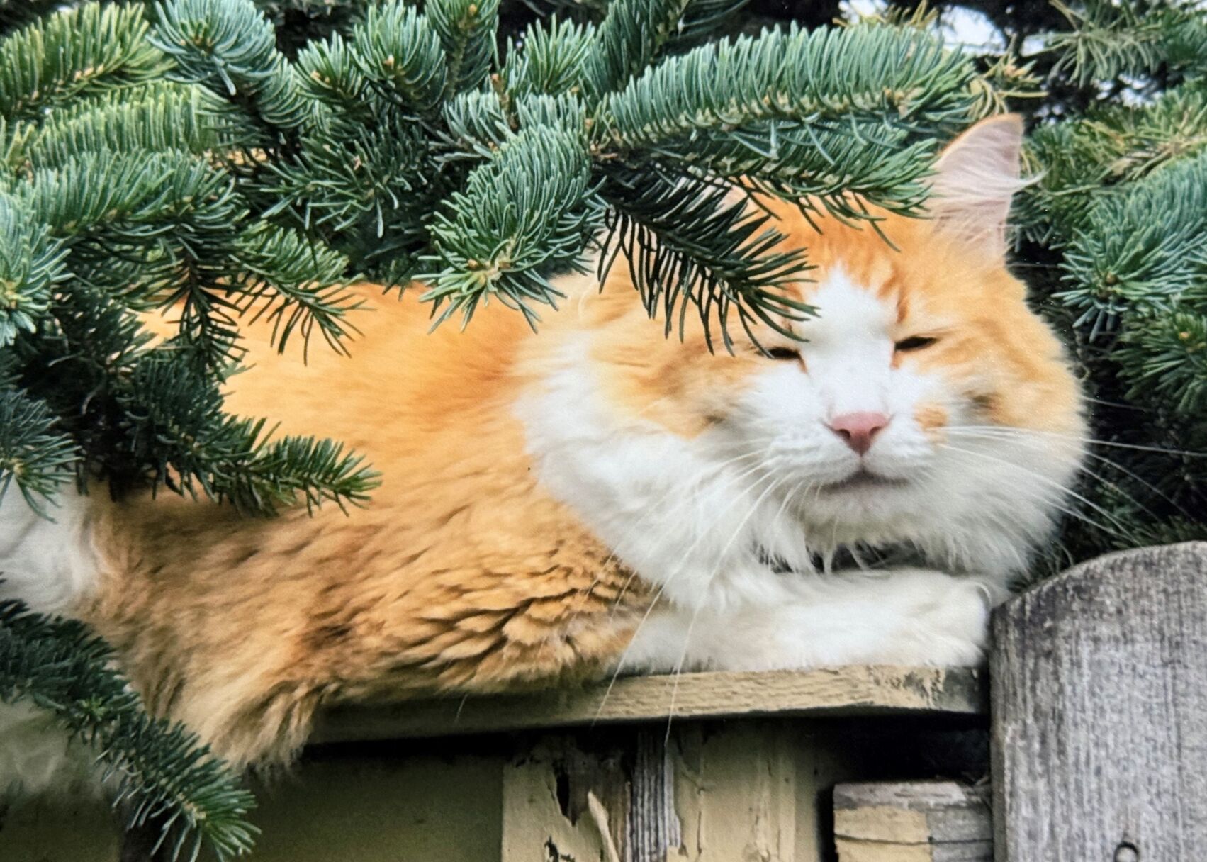Lost cat home after 73 days on the run in Black Hills