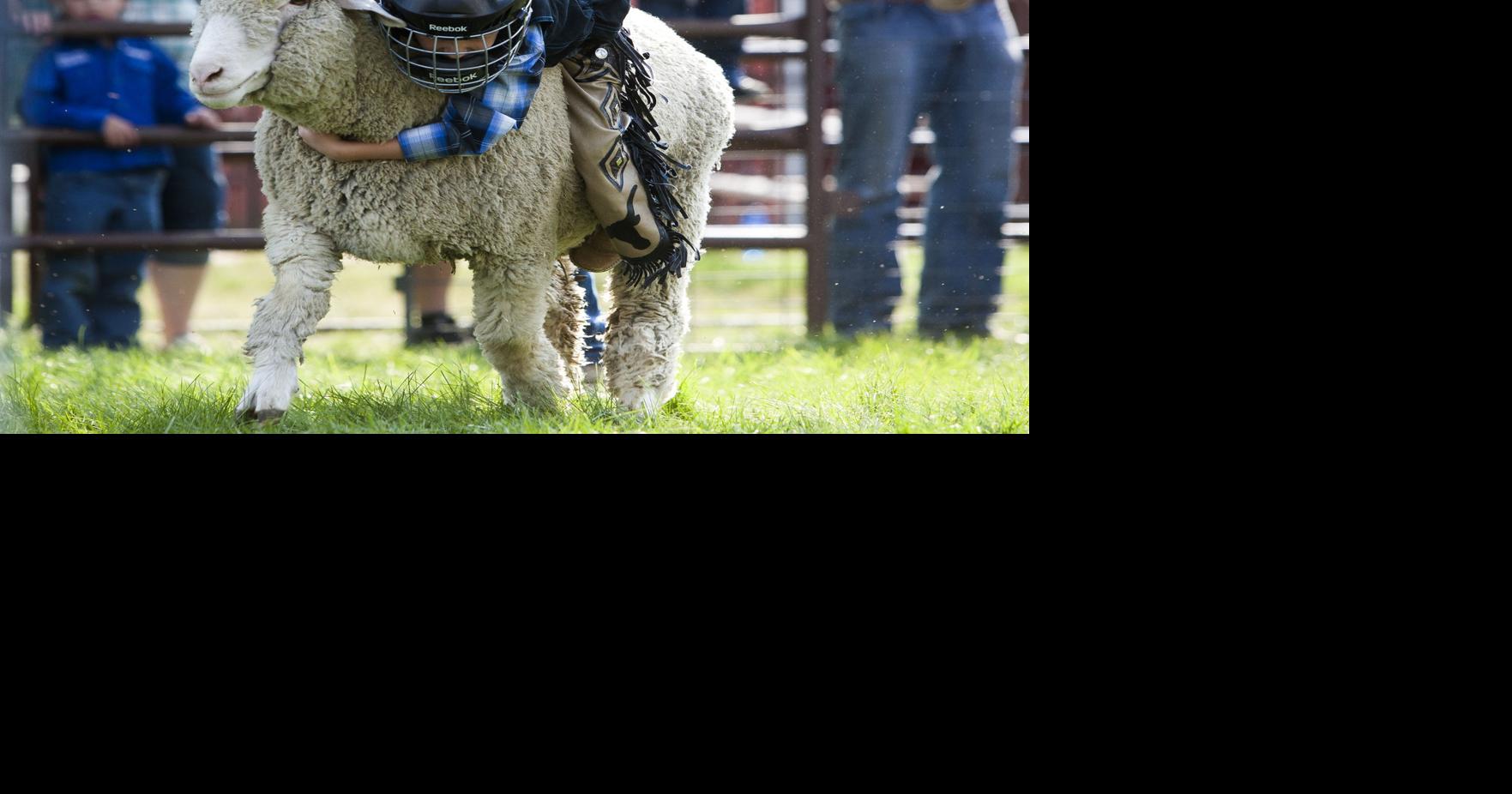 Mutton bustin' at the fair