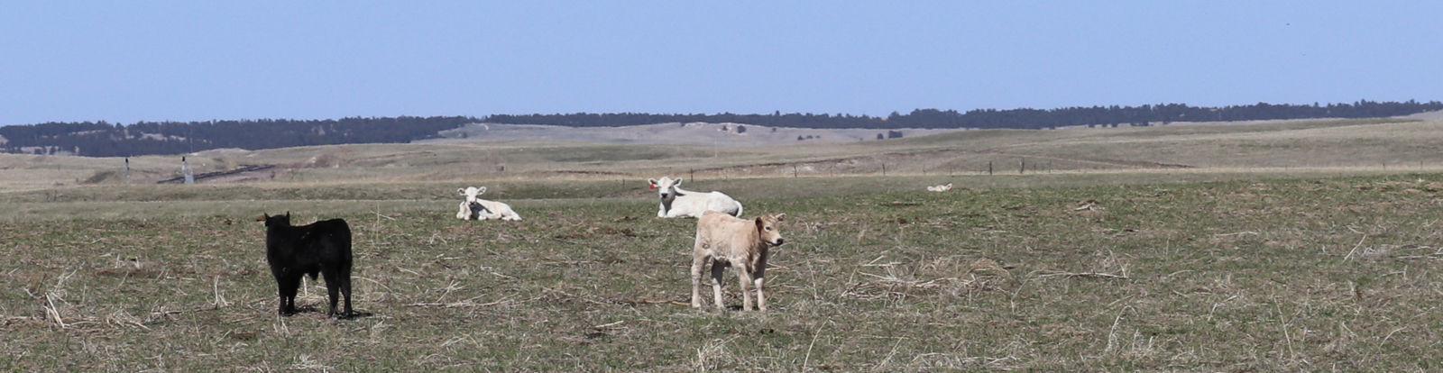 Living the Dream: Tollman returns to family ranch