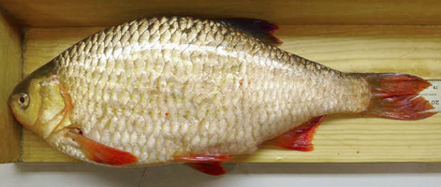 Top 5 invasive fish species to be wary of in South Dakota