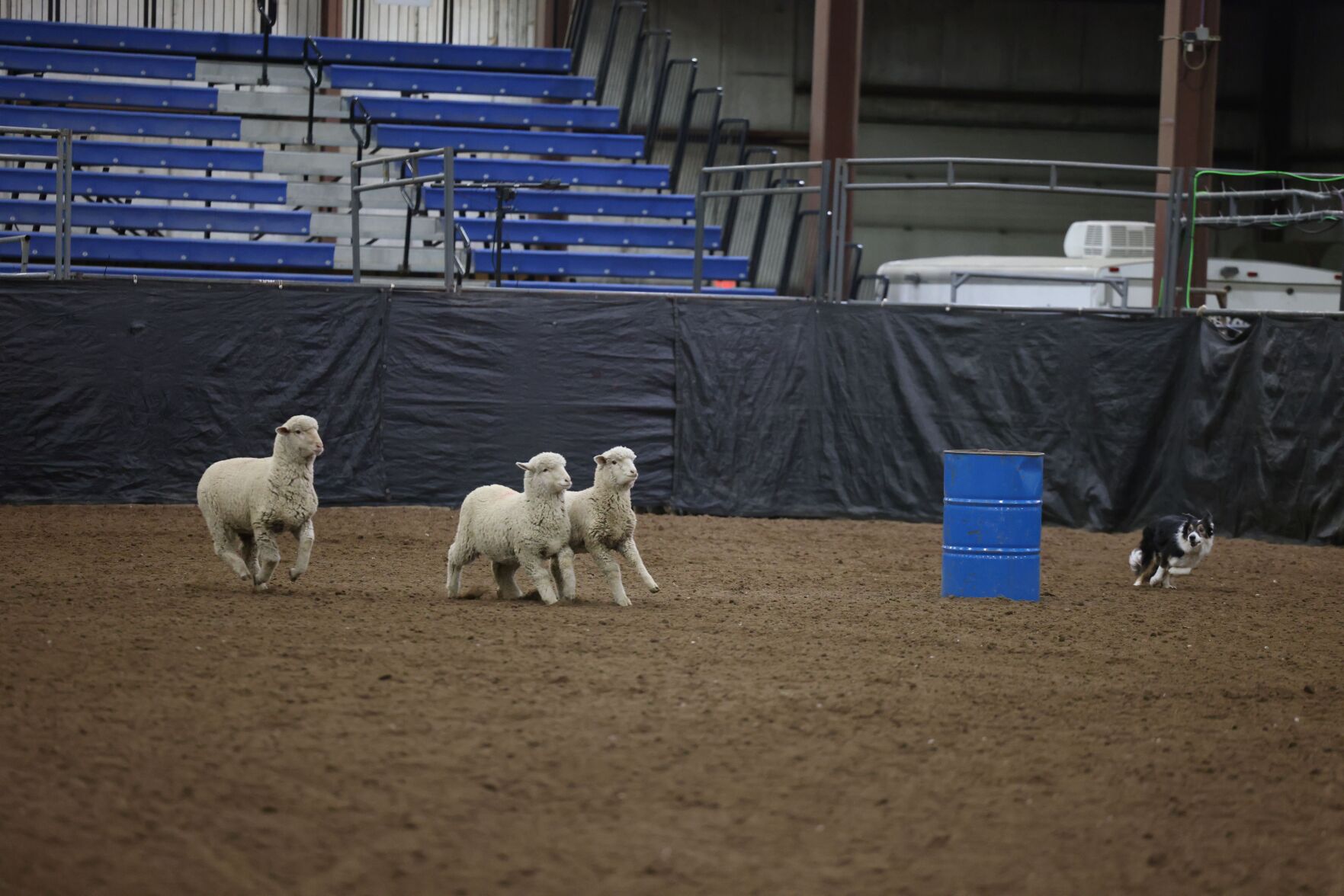 Results from the Black Hills Stock Show & Rodeo finals