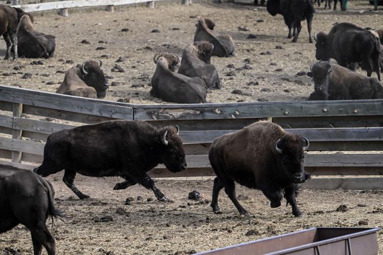 On National Bison Day, Custer State Park holds annual bison auction