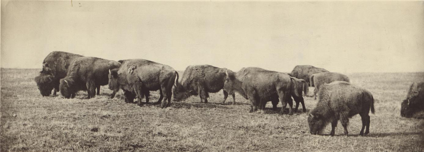 SD men played key role in saving the buffalo