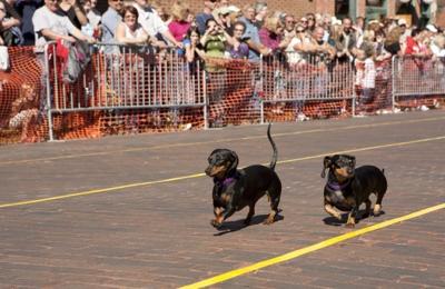 Oktoberfest to feature first-ever Parade of Wiener Dogs