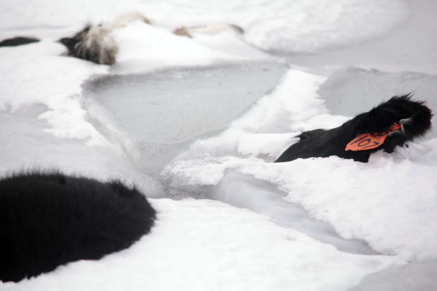 Men battle ice to drag dead cattle to shore
