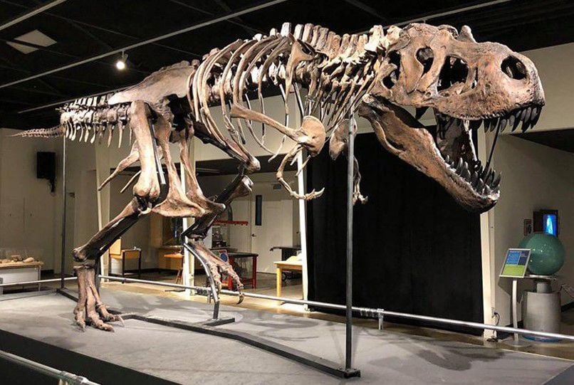 Journey Museum to unveil Tinker the teen T. rex