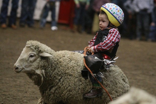 Mutton busting comes naturally for Belle Fourche boy