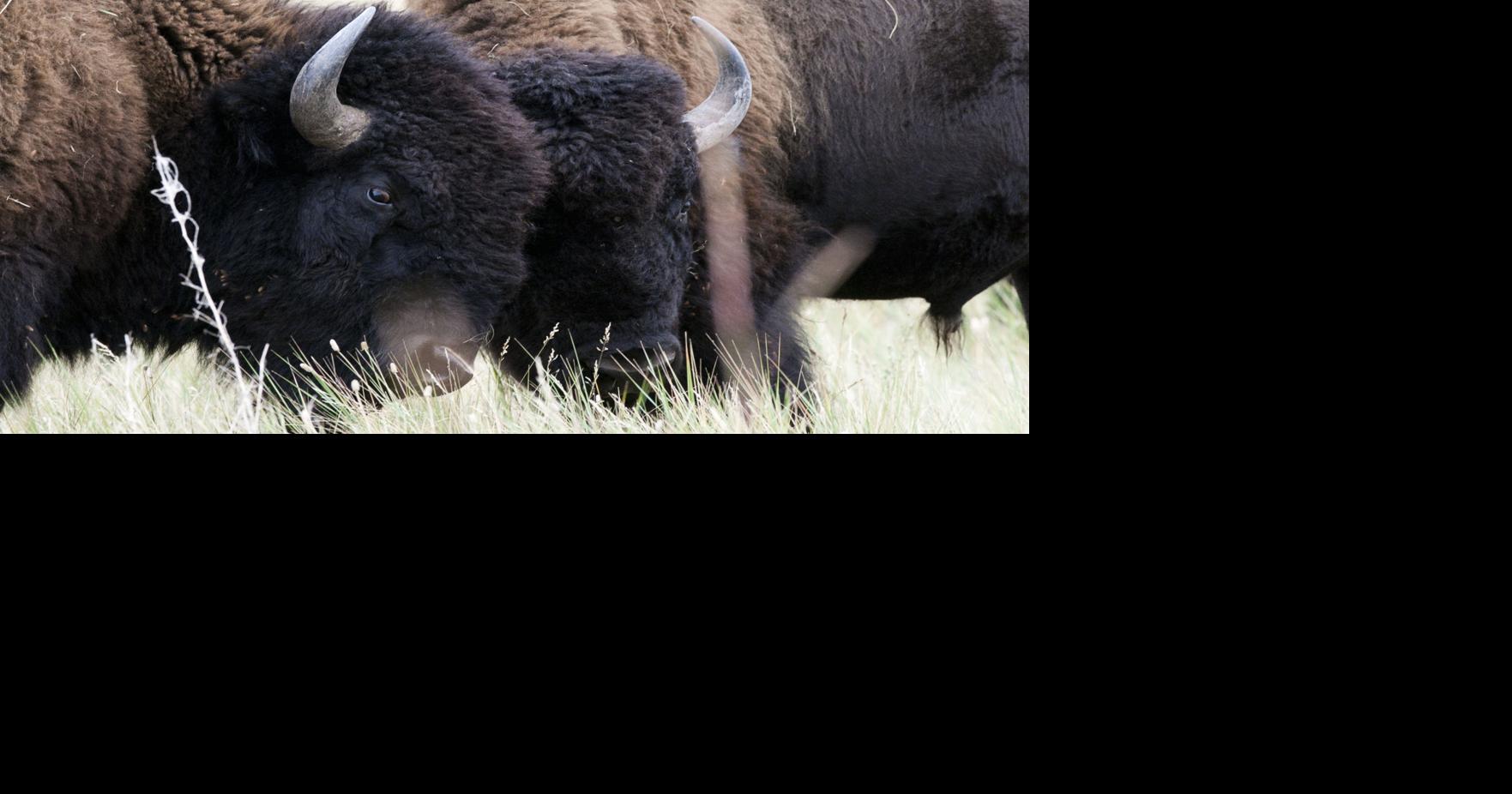 Another buffalo scare for tourist at Custer State Park